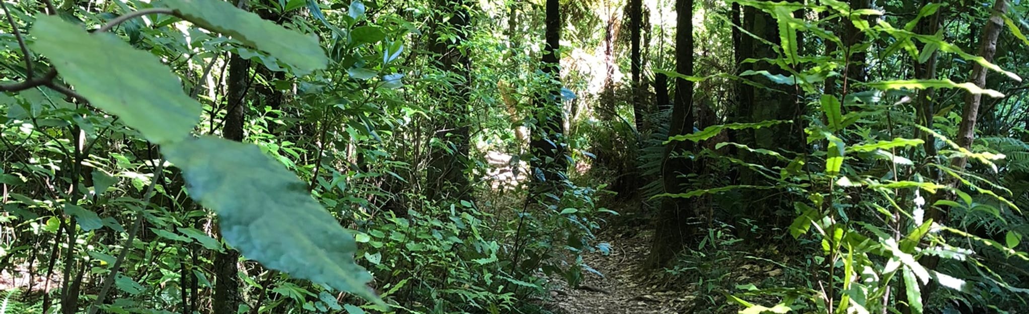 Raparapahoe Falls Track, Bay of Plenty, New Zealand - 52 Reviews, Map ...