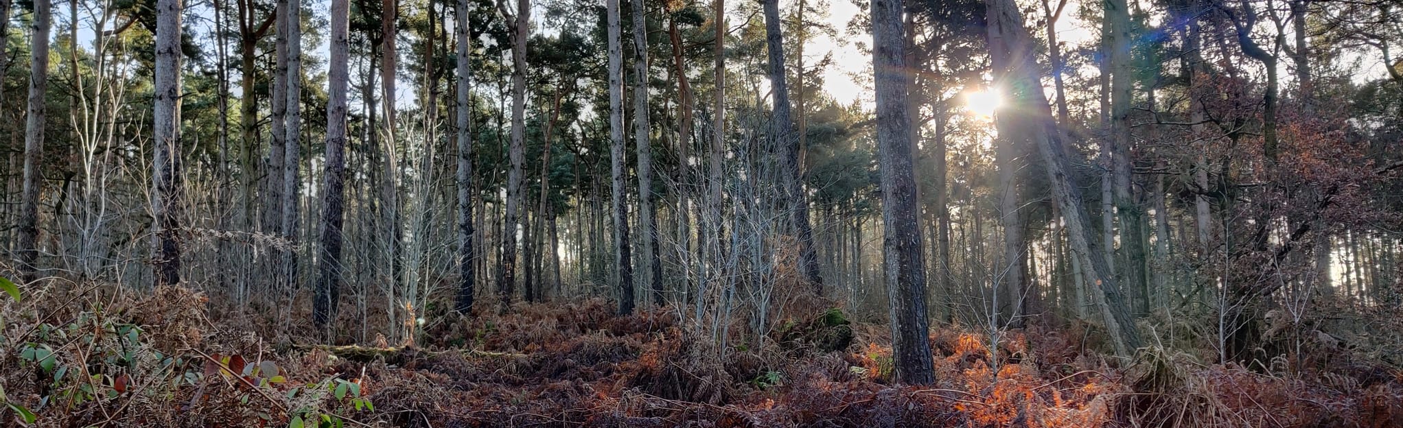 Bishop's Wood Circular: 15 Reviews, Map - Shropshire, England | AllTrails