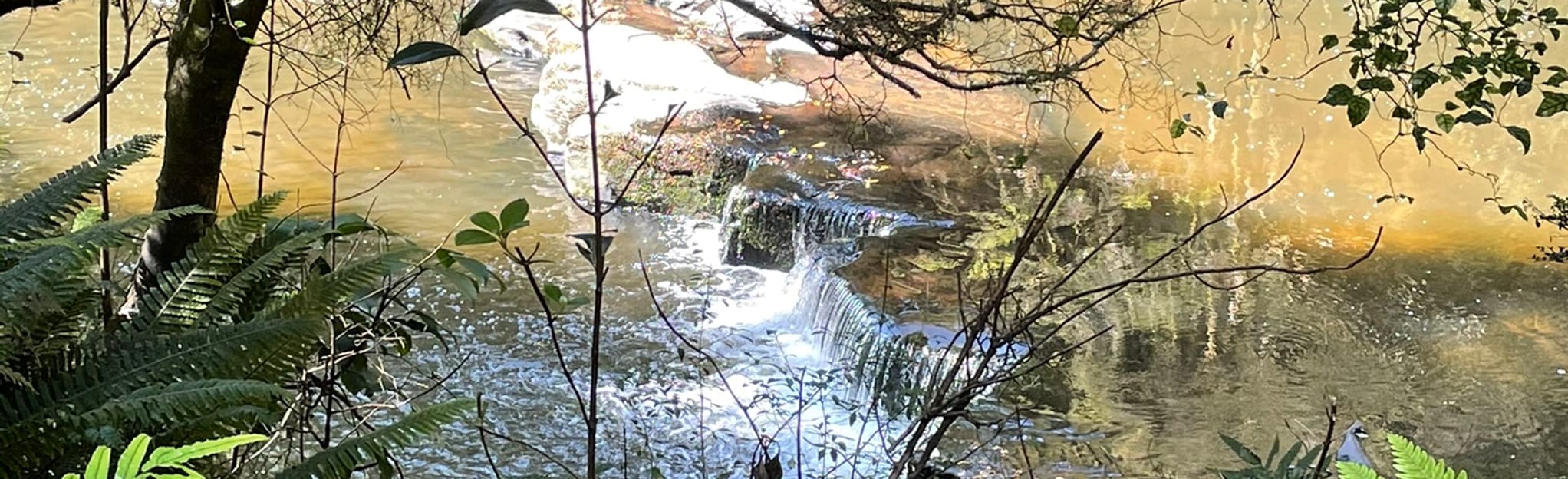 Catlins River Track | Mappa, Guida - Otago, New Zealand | AllTrails