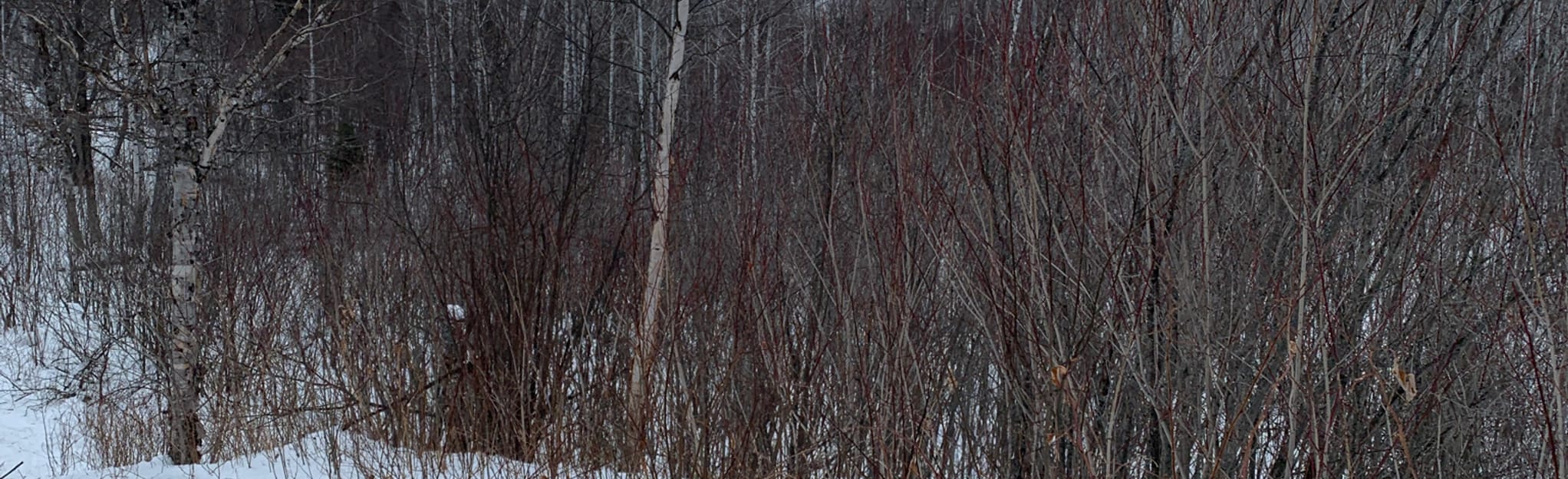 Loch Lomond Ski Area Loch Valley and Chicken Trail, Ontario, Canada ...