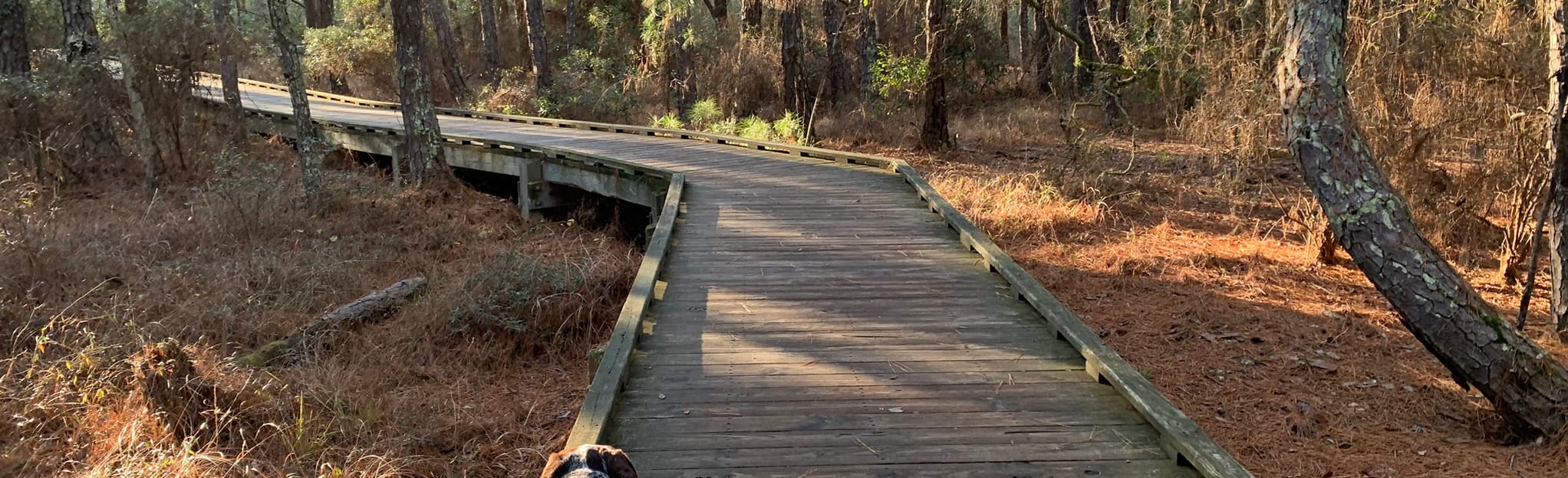 Currituck Banks Boardwalk and Maritime Forest Trail: 320 Reviews, Map ...