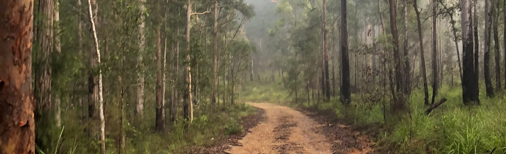 Glenreagh Forest, New South Wales, Australia - 2 Reviews, Map | AllTrails