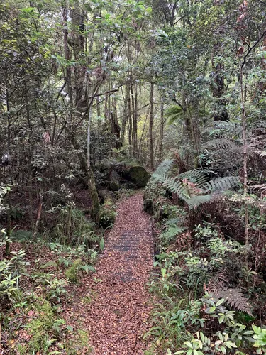 10 Best Hikes and Trails in Kaimanawa Forest Park | AllTrails