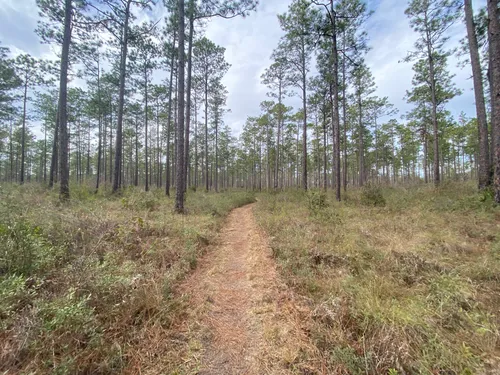 Best Hikes and Trails in Blackwater River State Park | AllTrails