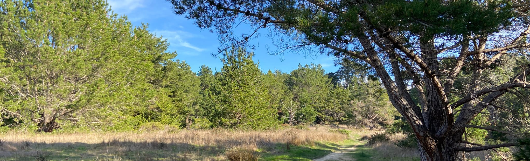 Ocean View Loop: 19 Reviews, Map - California | AllTrails