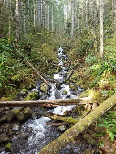 10 Best Hard Trails in Capitol State Forest | AllTrails