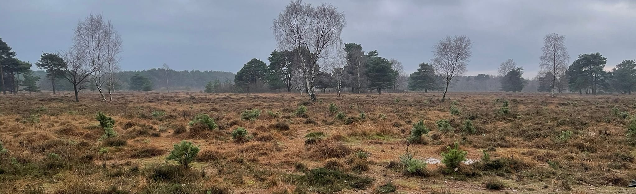 King Rudding Lane - Skipwith Common | Map, Guide - North Yorkshire ...
