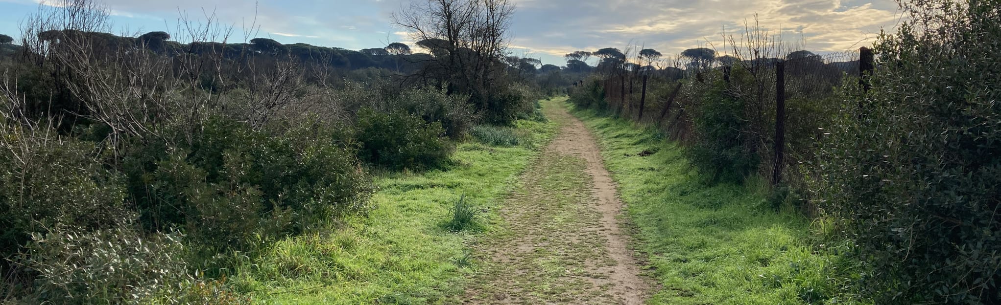 Castel Fusano Pinewood - Villa Plinio Loop, Lazio, Italy - Map, Guide ...