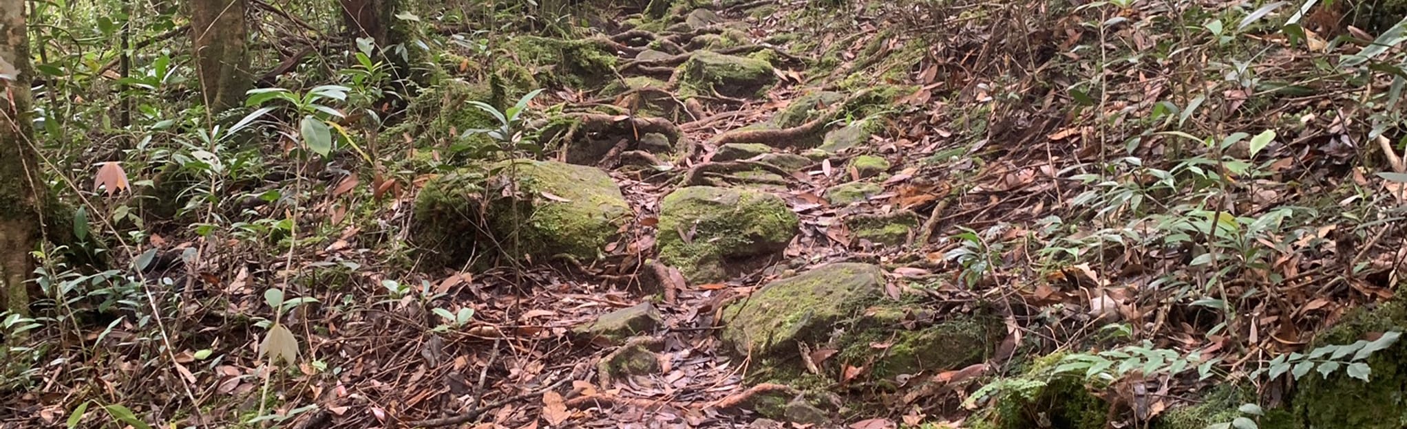 Mount Jerai via Merbok Trail, Kedah, Malaysia - 13 Reviews, Map | AllTrails