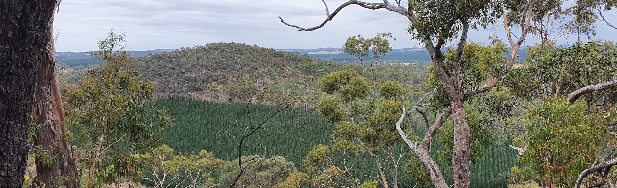 Mt Crawford Summit via Jenkins Scrub Walking Trail, South Australia ...