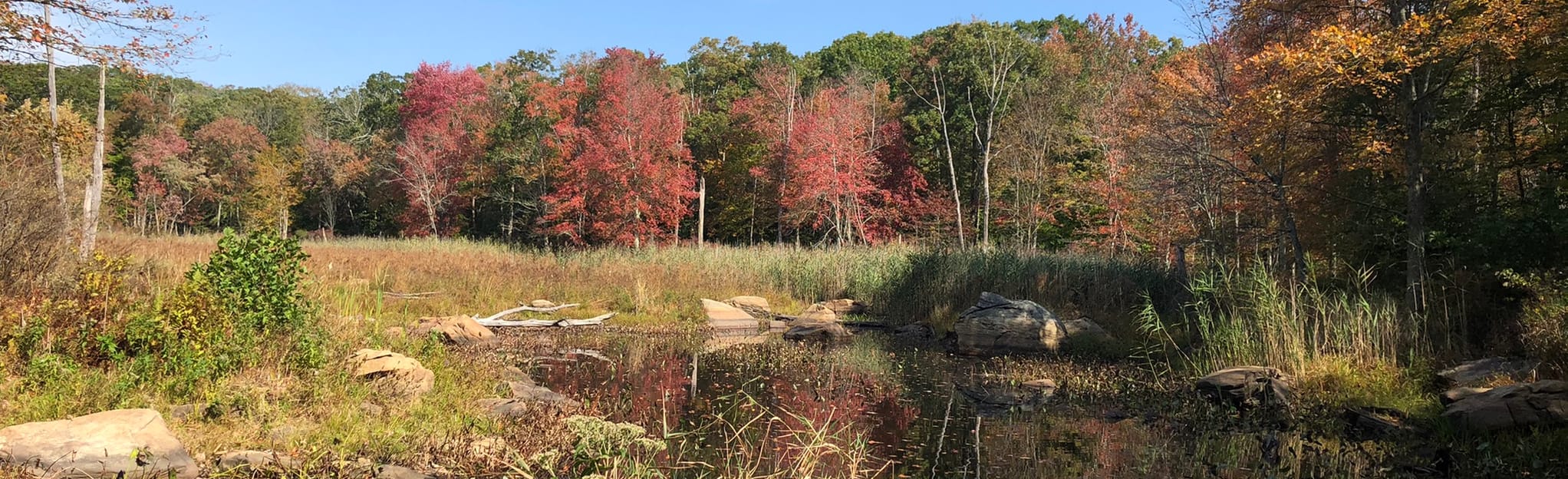 Wolf Rock via Nipmuck Trail: 384 Reviews, Map - Connecticut | AllTrails