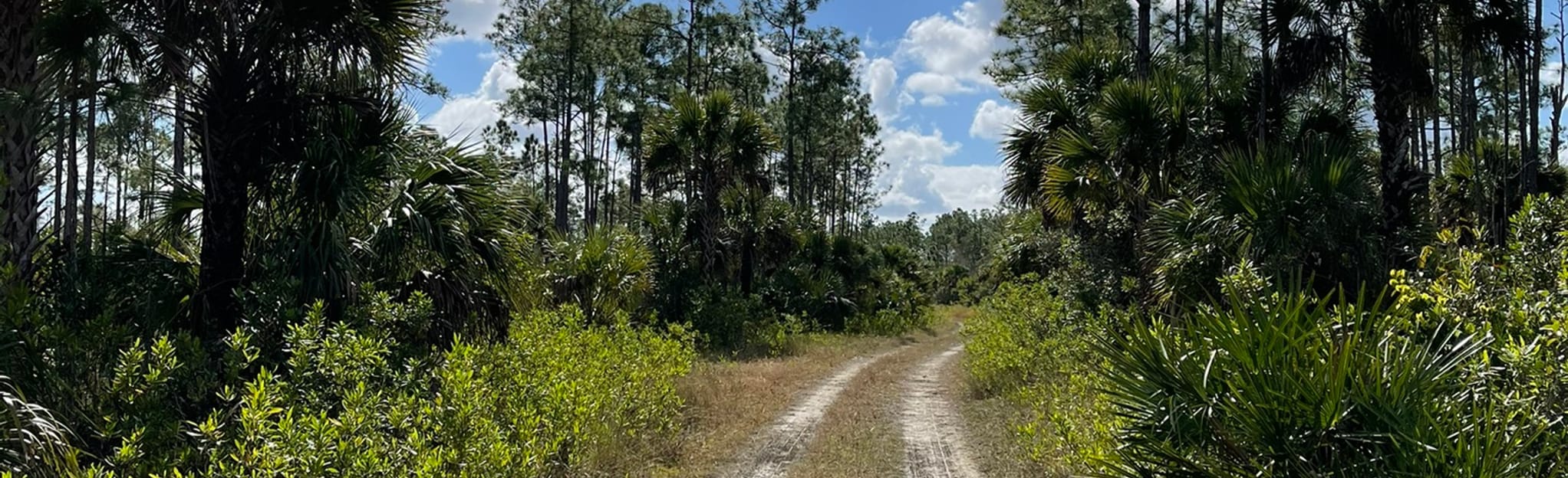 Florida Trail: Big Cypress North to Seminole Tribe Reservation, Florida ...