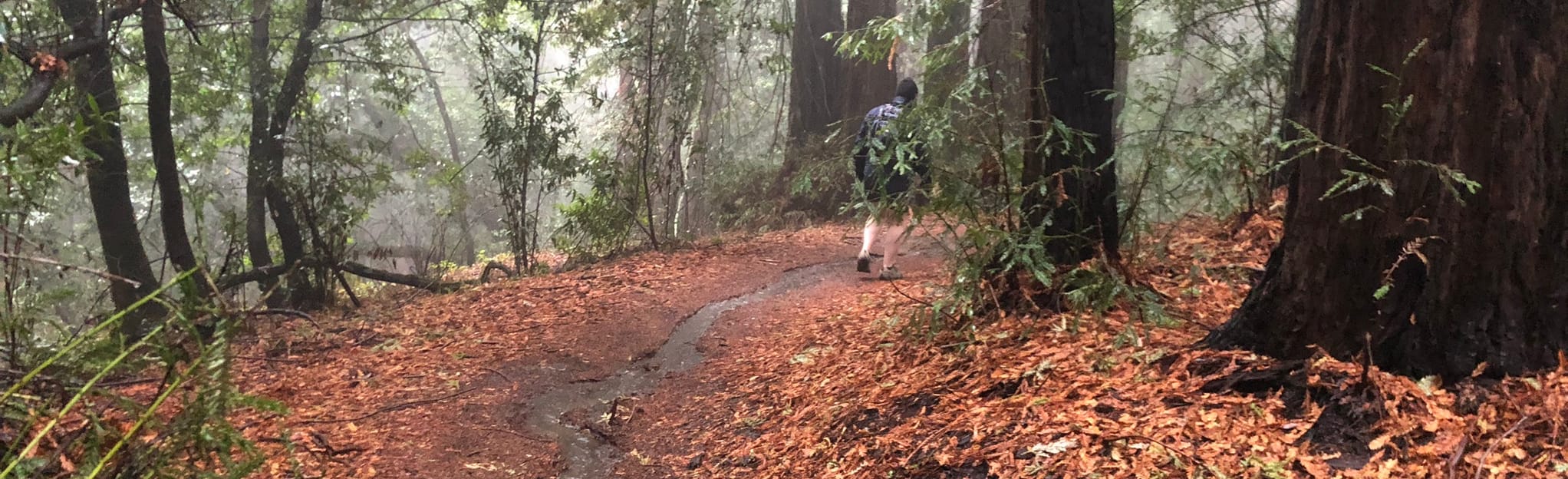 Big Trees, Palos Colorados, Sunset, Fern Ravine, Orchard Loop: 194 ...