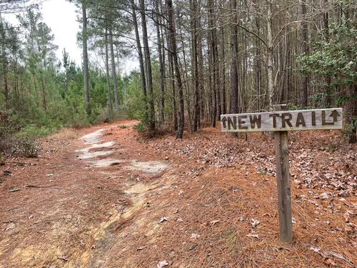 Best Forest Trails in Salem State Forest | AllTrails