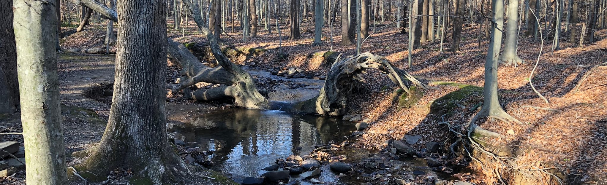 Bull Run Mountain Green and Red Loop | Map, Guide - Virginia | AllTrails