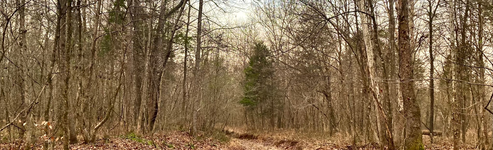 Rayburn Hollow to Morgan Cemetery, Tennessee - Map, Guide | AllTrails