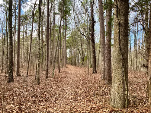 10 Best Hikes and Trails in Land Between the Lakes National Recreation ...