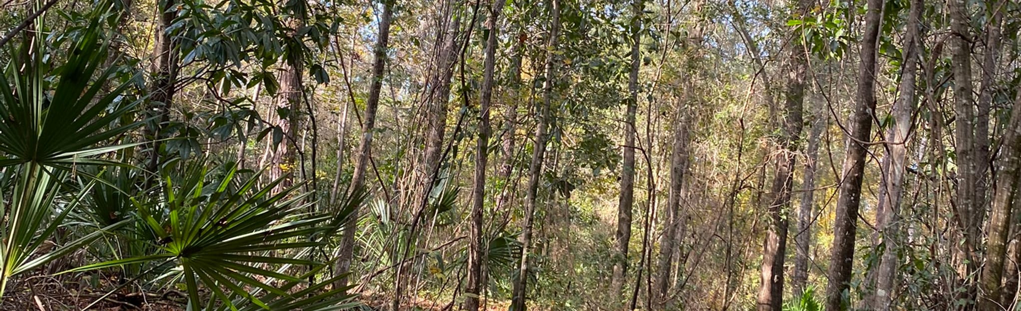 Cofrin Nature Trail: 32 fotos - Flórida | AllTrails