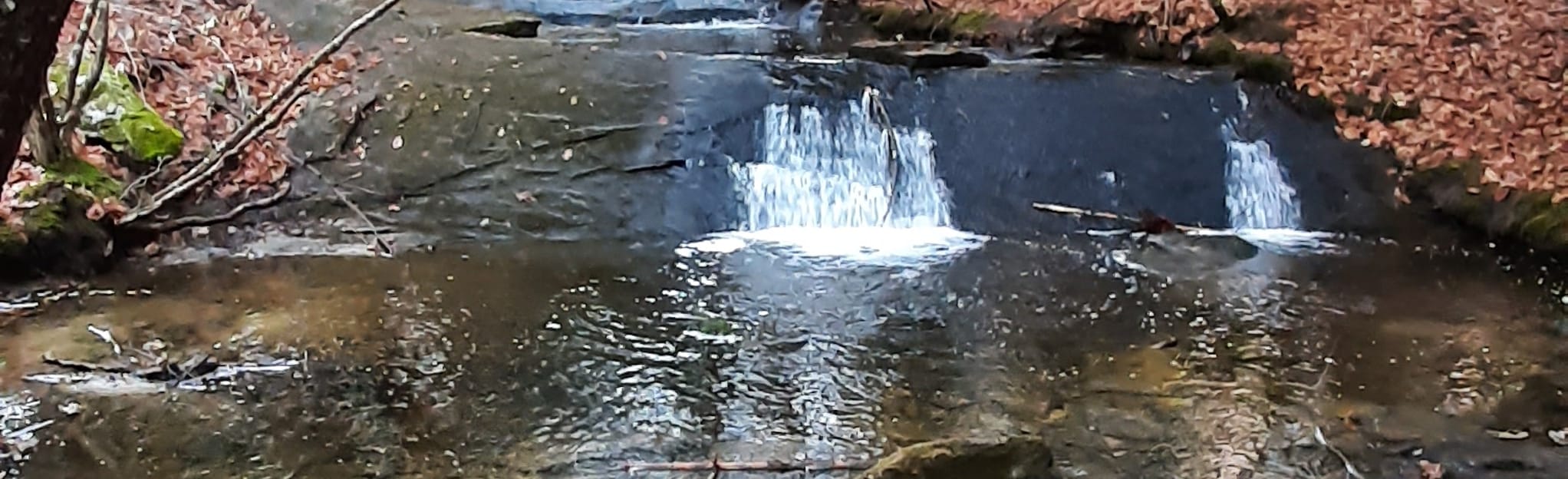 Rines Forest Extended Loop, Maine - 221 Reviews, Map | AllTrails