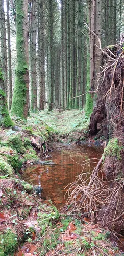 Best Hikes and Trails in Pomeroy Forest | AllTrails