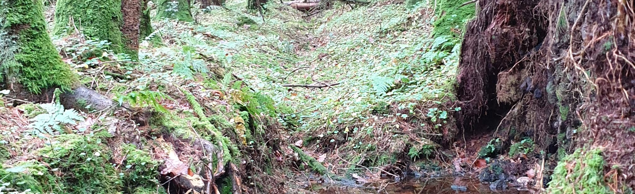 Pomeroy Forest Circular: 8 Reviews, Map - Tyrone, Northern Ireland ...