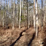 Cecil Cove Loop Trail, Arkansas - 157 Reviews, Map | AllTrails