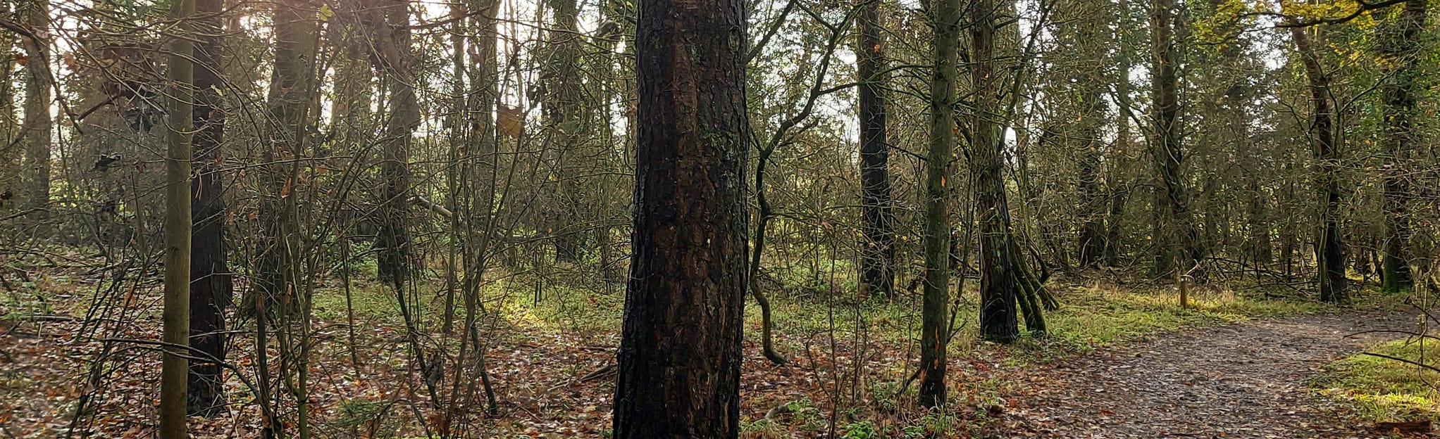 Reffley Wood Circular: 5 Fotos - Norfolk, England | AllTrails
