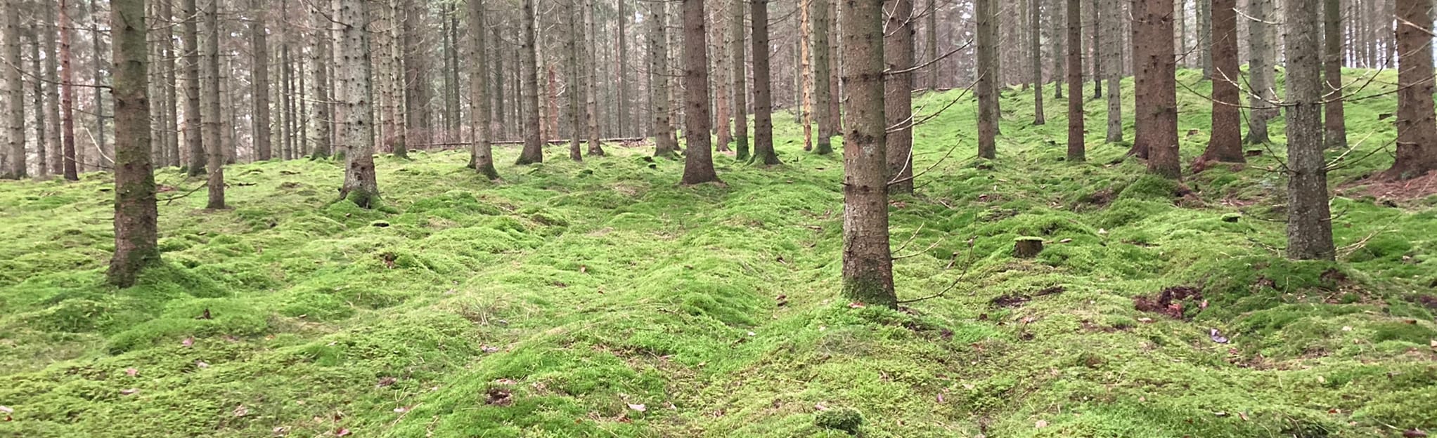 Salten Langsø - Høvild Skov | Map, Guide - Central Denmark, Denmark ...
