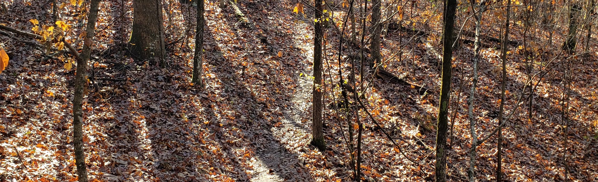 Henry Farm Blue Trail, Alabama - 12 Reviews, Map | AllTrails
