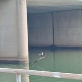 Four Mile Run Trail, Virginia - 425 Reviews, Map | AllTrails