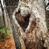 Tantiusques Loop, Massachusetts - 96 Reviews, Map | AllTrails