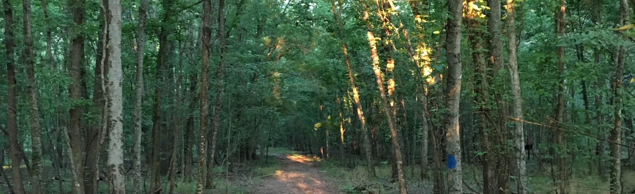 Delta Woodlands Trail, Arkansas - 7 Reviews, Map | AllTrails