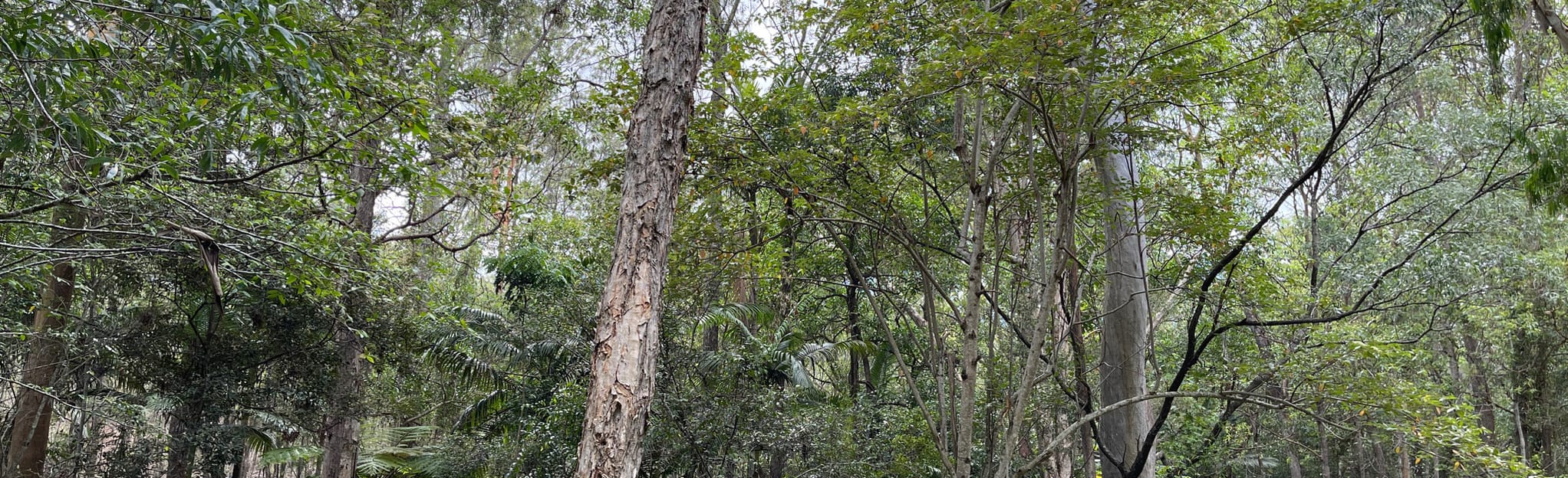 Cornubia Forest Loop via Parkview Crescent, Queensland, Australia - 9 ...