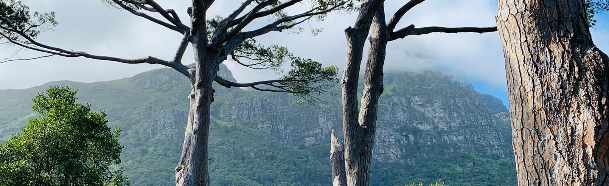 Cecilia Forest - Kirstenbosch: 19 Reviews, Map - Western Cape, South ...