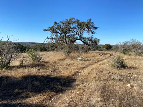 Best Hikes and Trails in Dripping Springs | AllTrails