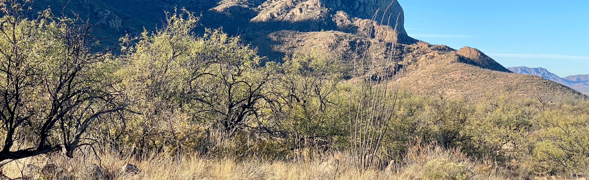 Elephant Head Mountain Bike Trail, Arizona - 66 Reviews, Map | AllTrails