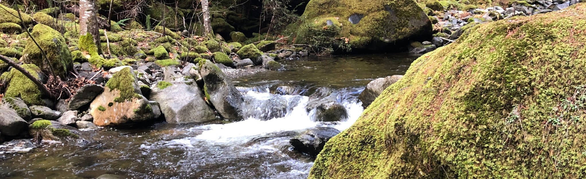 Middle Fork Applegate River Trail, California - 16 Reviews, Map | AllTrails