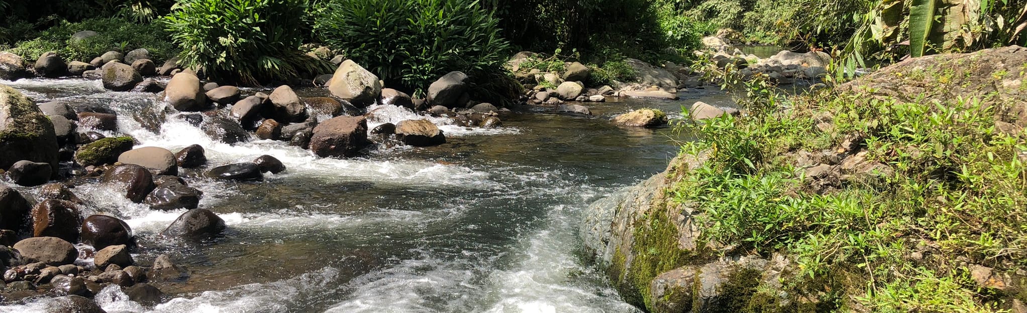 Sendero Ecológico Yarumal: 15 fotos - Risaralda, Colombia | AllTrails