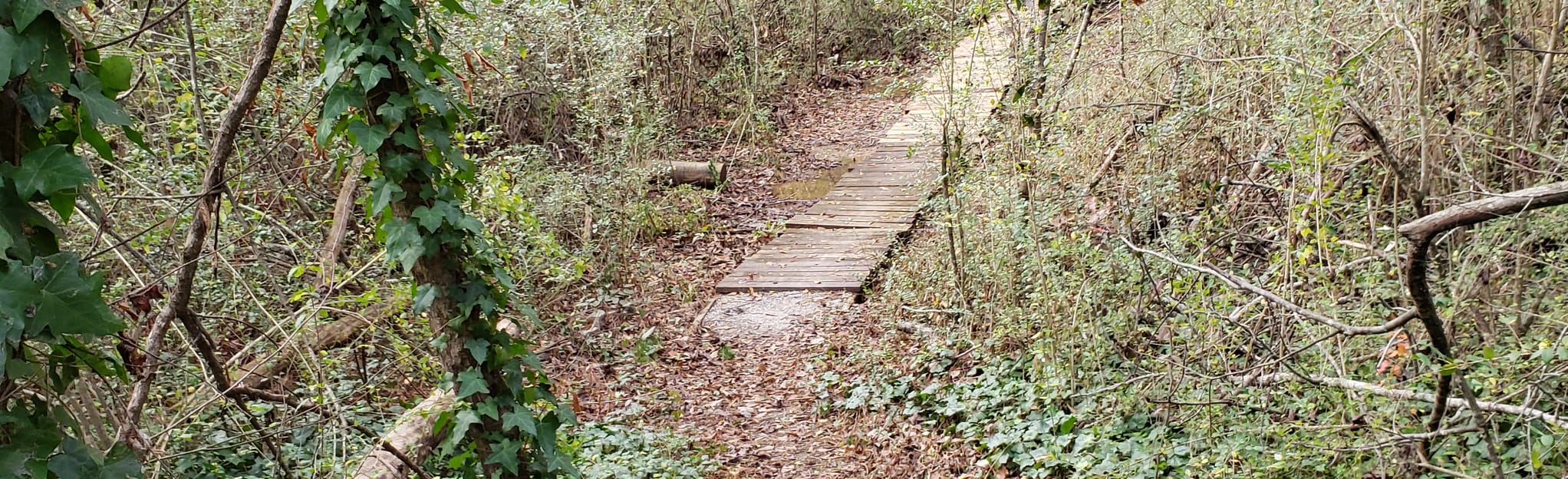 Henry Farm Blue and Green Loop, Alabama - 19 Reviews, Map | AllTrails