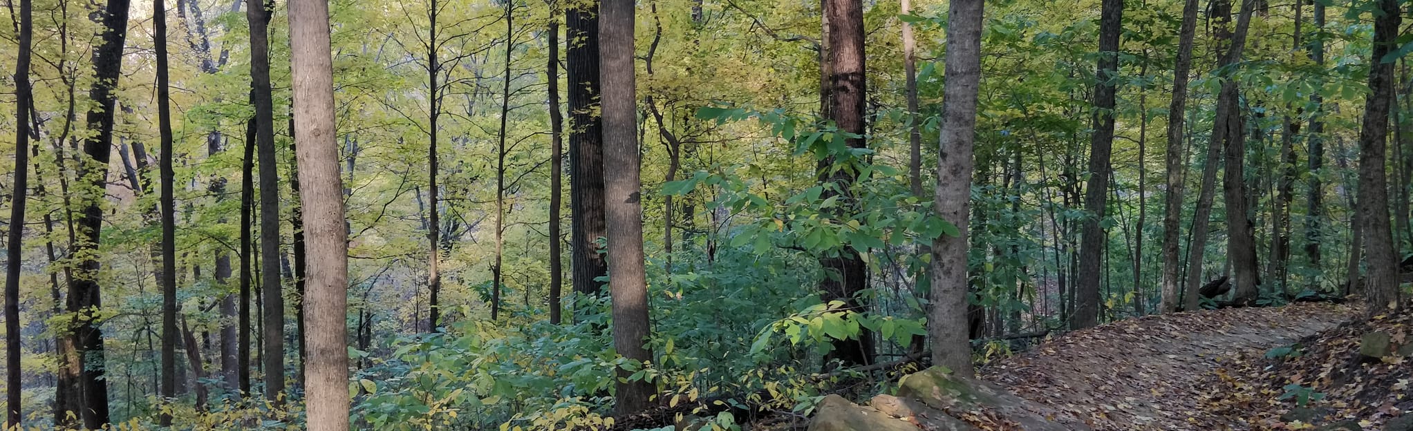 Weed Patch Trail: 82 Reviews, Map - Indiana | AllTrails