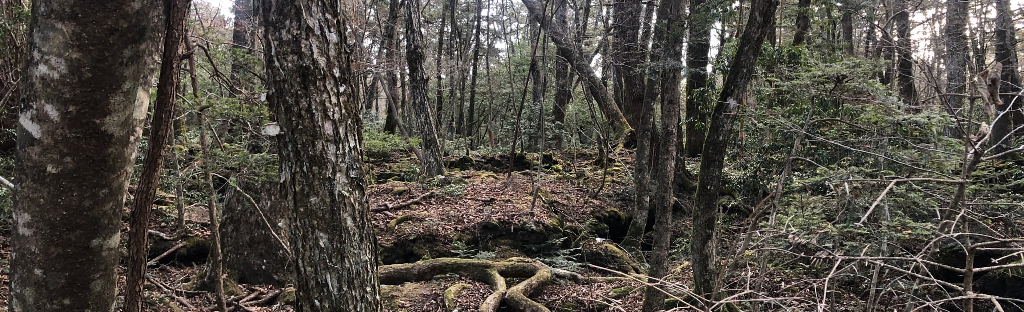 Narusawa Ice Cave - Saiko Wild Bird's Park - Lake Saiko Bat Cave | Map ...