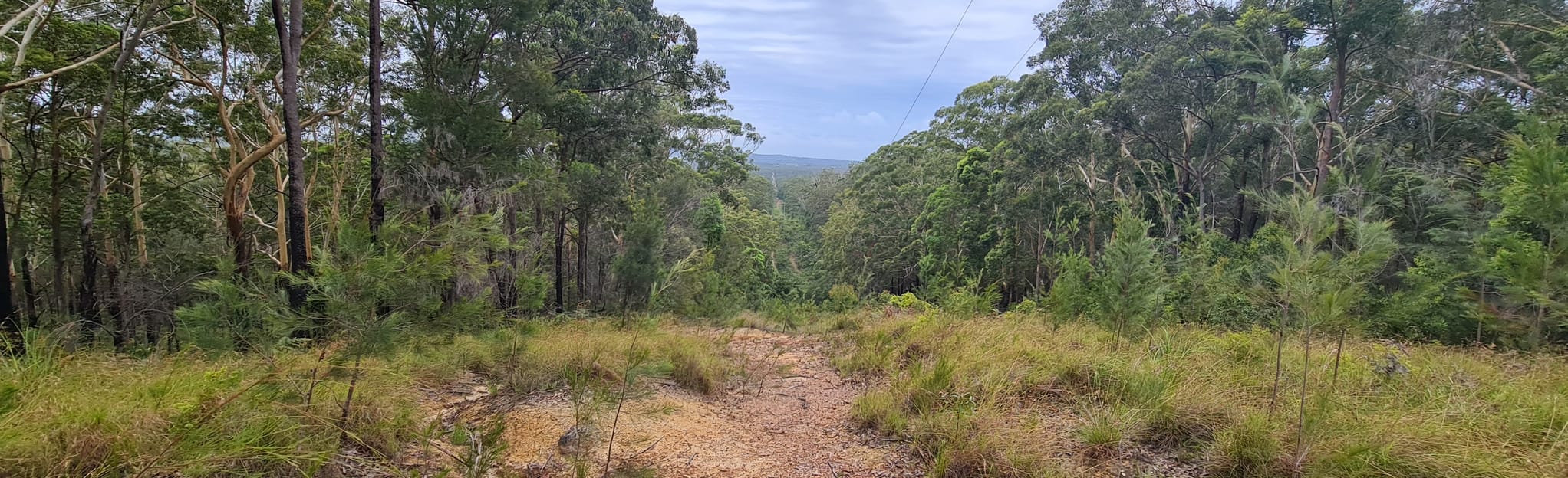 Trailblazer Track: 25 foto's - Queensland, Australië | Wandelen - AllTrails
