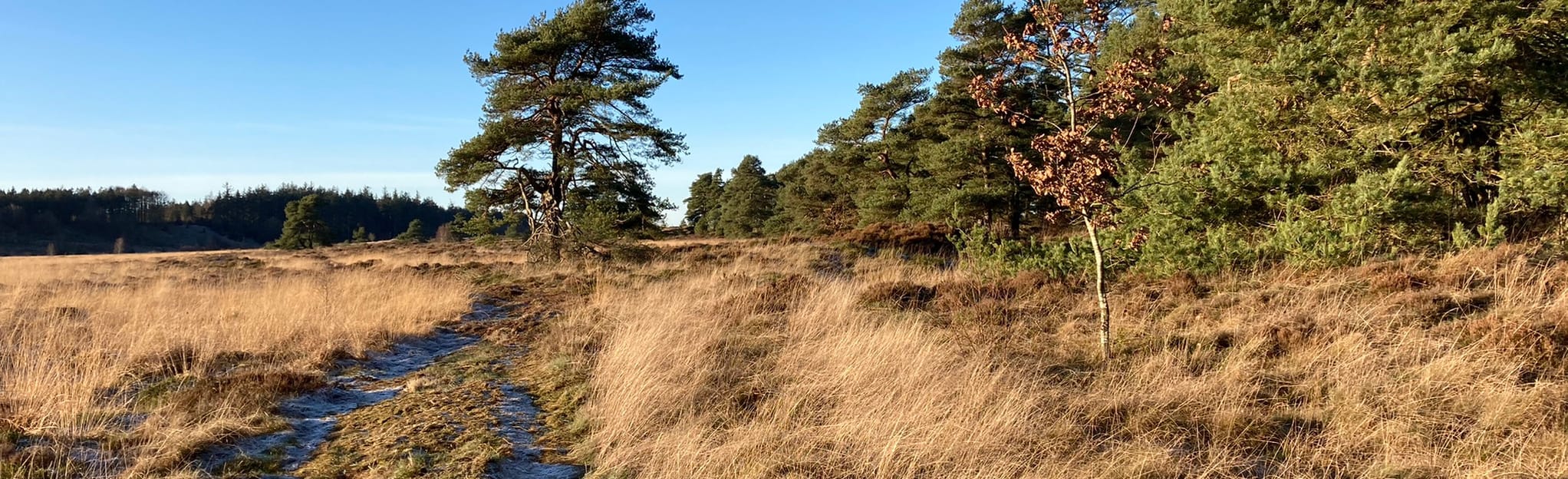 AllTrails | Gyttegårds Plantage - Grene Sande - Rød Rute: 4 Reviews ...