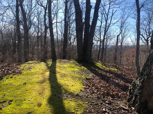 Best Wild Flowers Trails in Eva | AllTrails