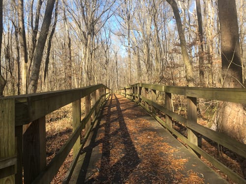 Best Hikes and Trails in Big Cypress Tree State Park | AllTrails