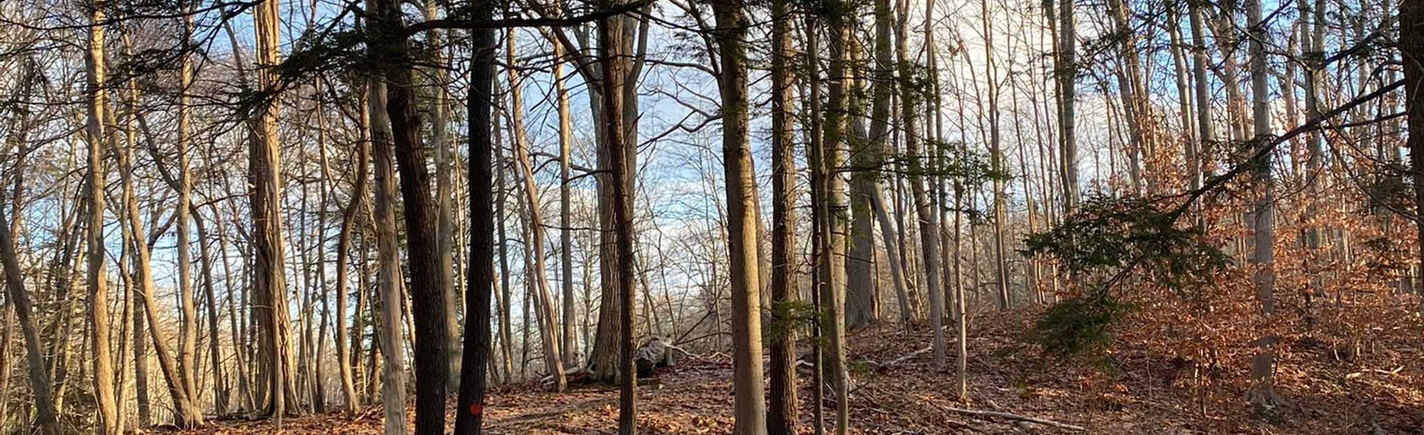 Ferncliff Orange Trail, New York - 30 Reviews, Map | AllTrails