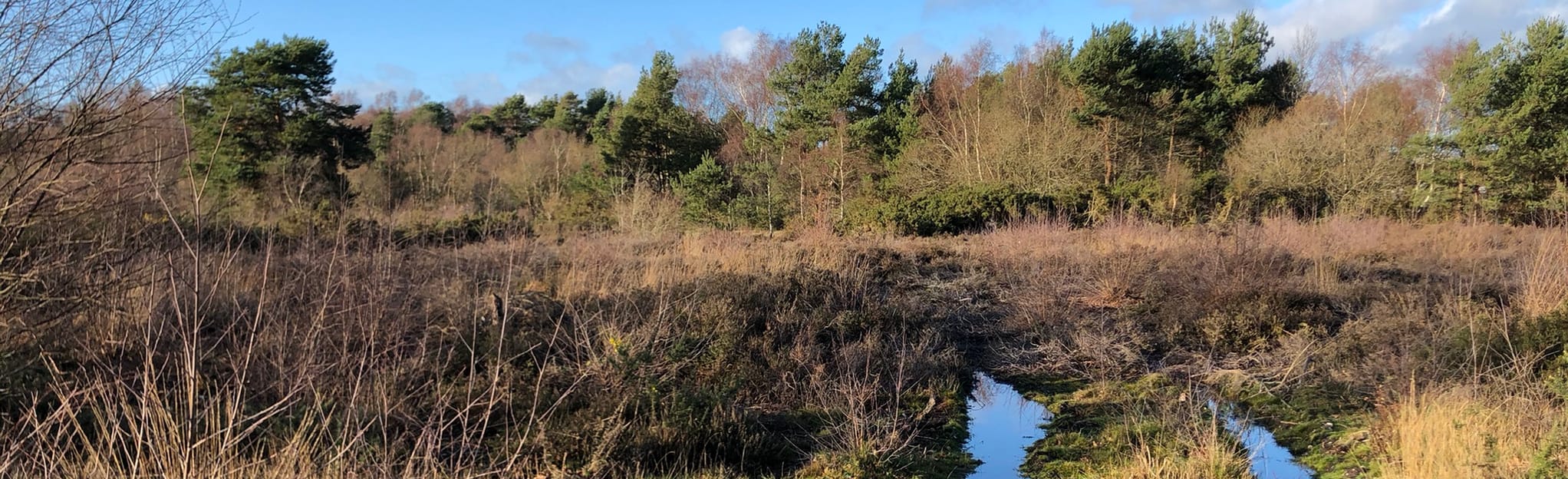 Castle Bottom Circular, Hampshire, England - 22 Reviews, Map | AllTrails