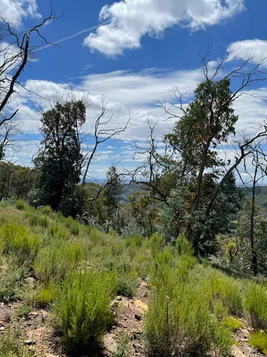 Best Moderate Trails in Mount Canobolas State Conservation Area | AllTrails