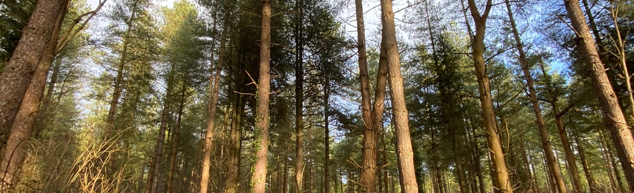 Santon Downham Yellow Route Circular: 10 Fotos - Norfolk, England ...