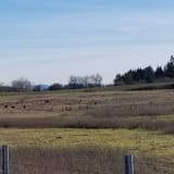 Irish Bend Covered Bridge, Oregon - 244 Reviews, Map | AllTrails